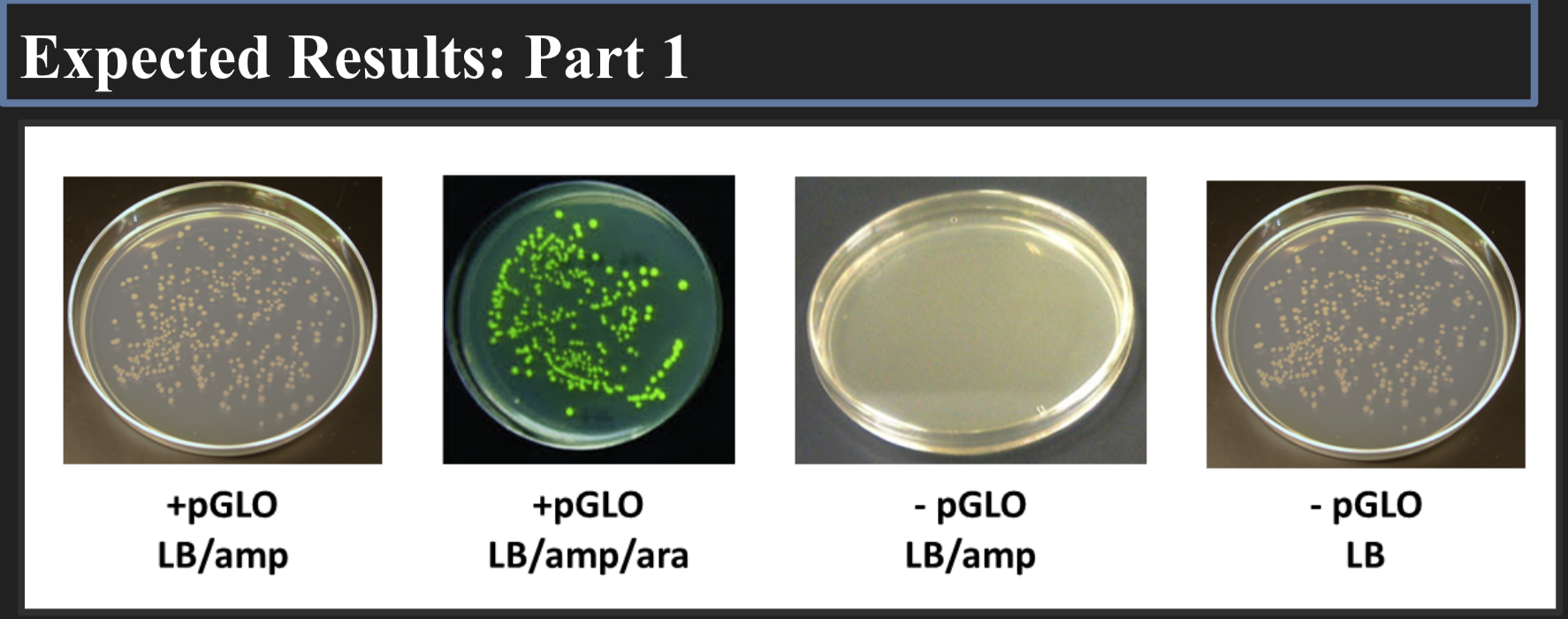 Solved Expected Results: Part 1 - PGLO +PGLO LB/amp +PGLO | Chegg.com