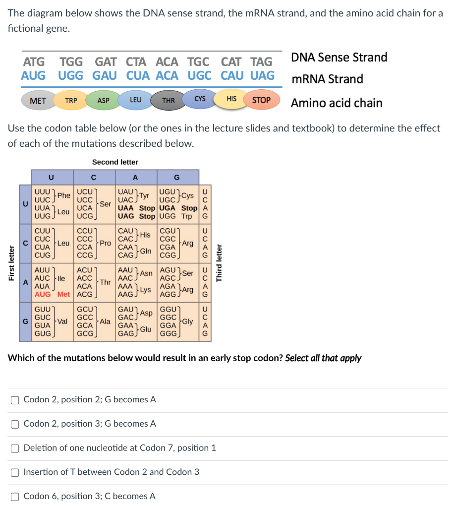 Solved The diagram below shows the DNA sense strand, the | Chegg.com