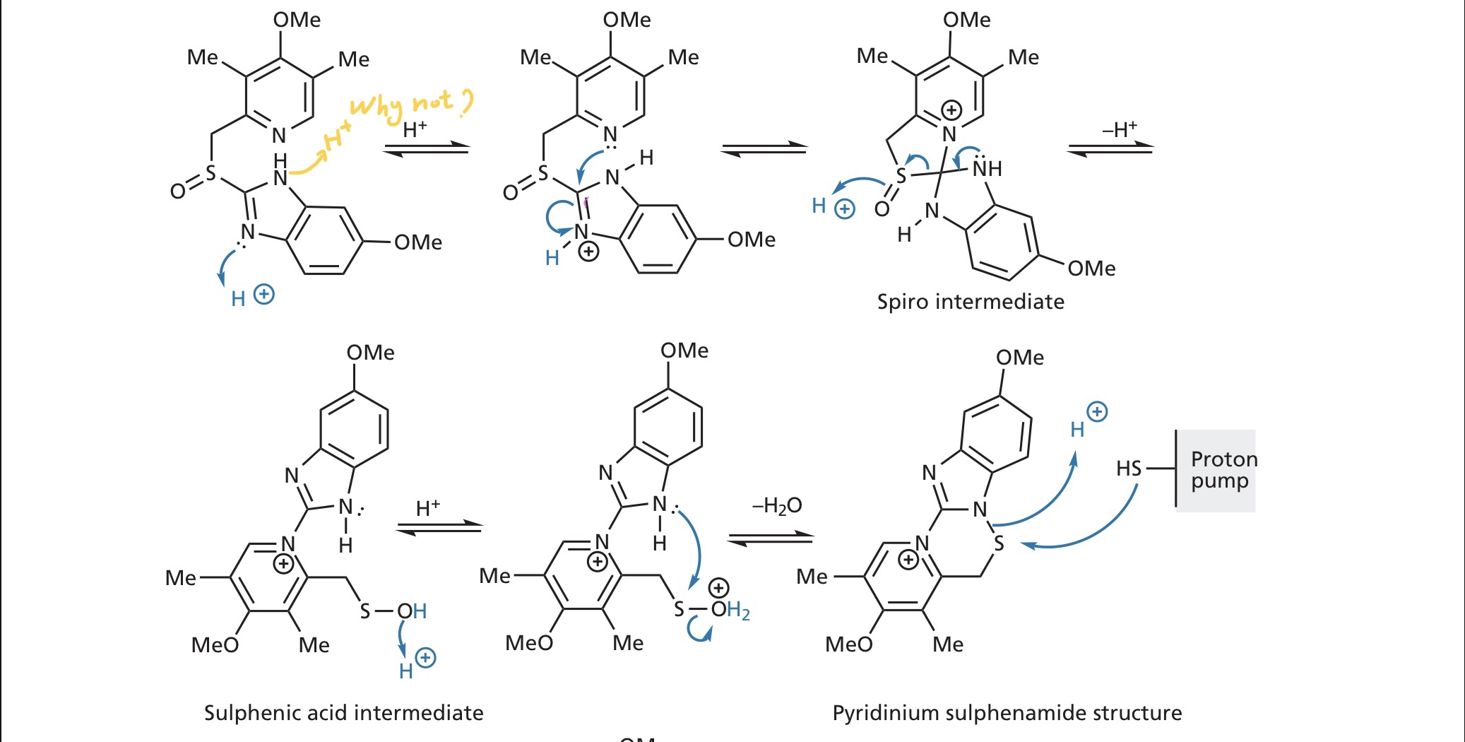 Solved Spiro intermediate Sulphenic acid intermediate | Chegg.com