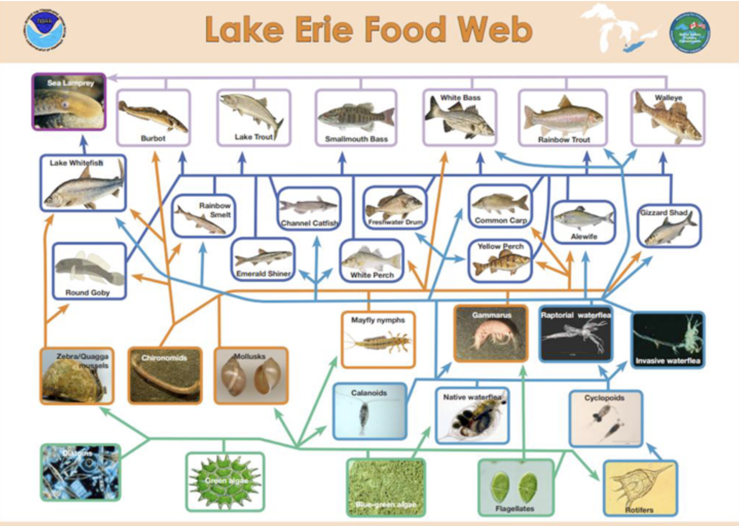 Solved This is a graphic representation of a food web in | Chegg.com