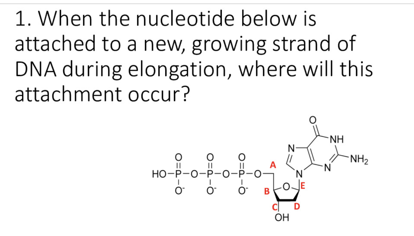 Solved 1. When the nucleotide below is attached to a new, | Chegg.com
