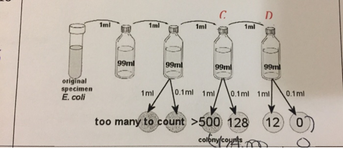 Solved 5 ml 1 ml 1 ml 45mリ 99 ml 99 Sample 0.1 ml 1ml 1ml | Chegg.com