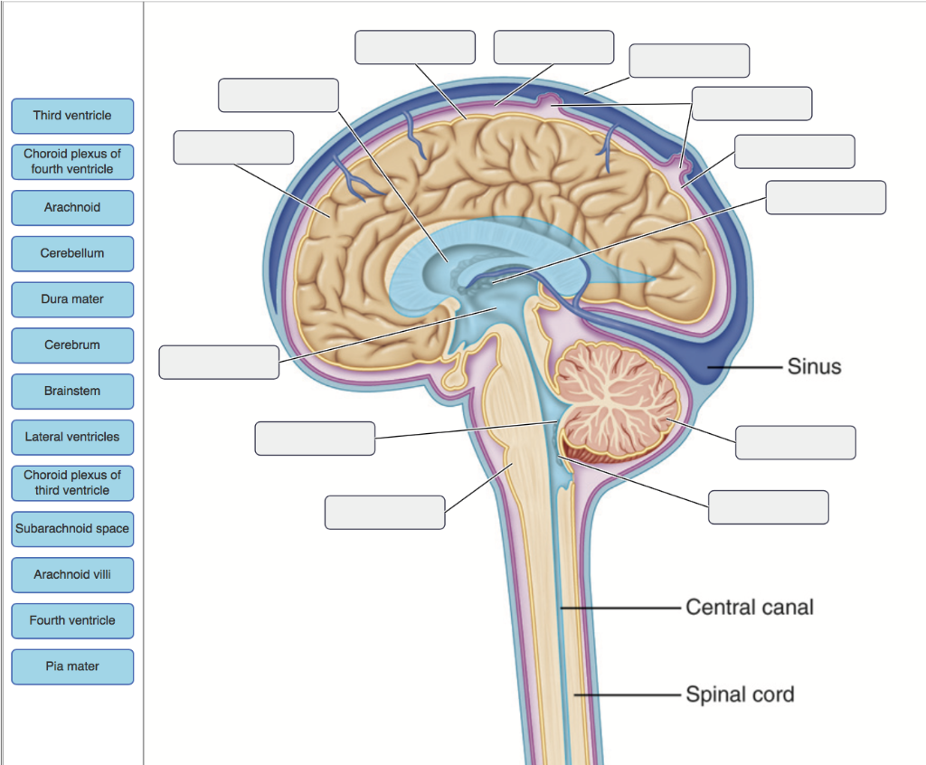 Choroid Plexus Anatomy