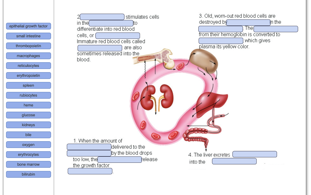 Life Cycle Of Red Blood Cells Diagram