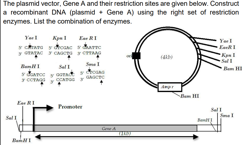 The plasmid vector, Gene A and their restriction | Chegg.com