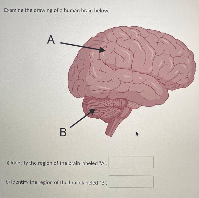 Solved The drawings below display the stages of neurulation. | Chegg.com