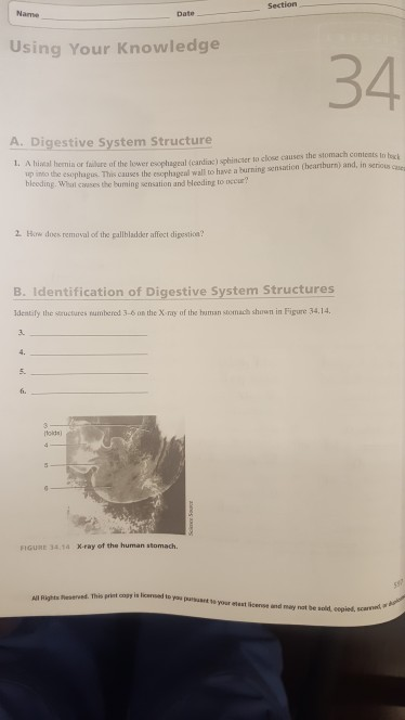 Solved Section Name Date Using Your Knowledge 34 A. | Chegg.com