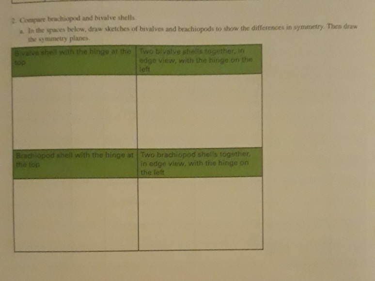 Solved 2 Compare Brachiopod And Bivalve Shells A In The