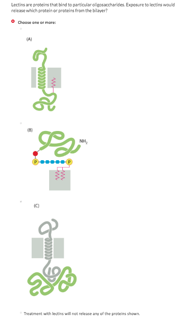 Solved Lectins are proteins that bind to particular | Chegg.com