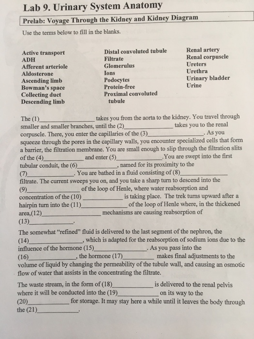 Solved Lab 9. Urinary System Anatomy Prelab: Voyage Through | Chegg.com