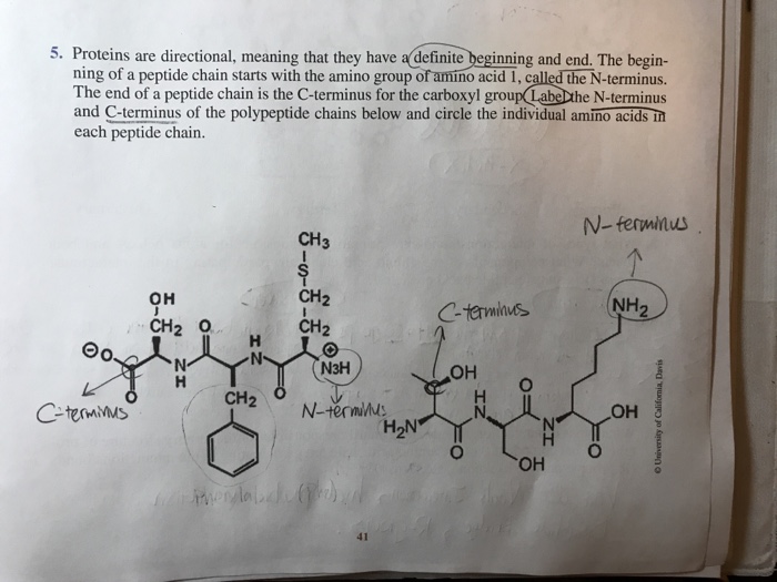 Solved 5. Proteins are directional, meaning that they have a | Chegg.com