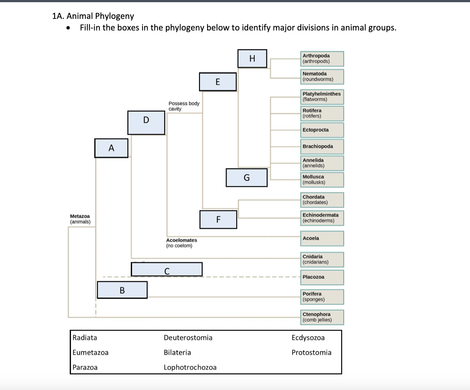Solved 1A. Animal Phylogeny - Fill-in the boxes in the | Chegg.com