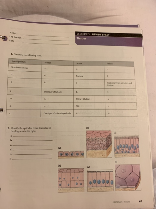 Solved EXERCISES REVIEW SHEET Lab Section Tissues Date 1. | Chegg.com