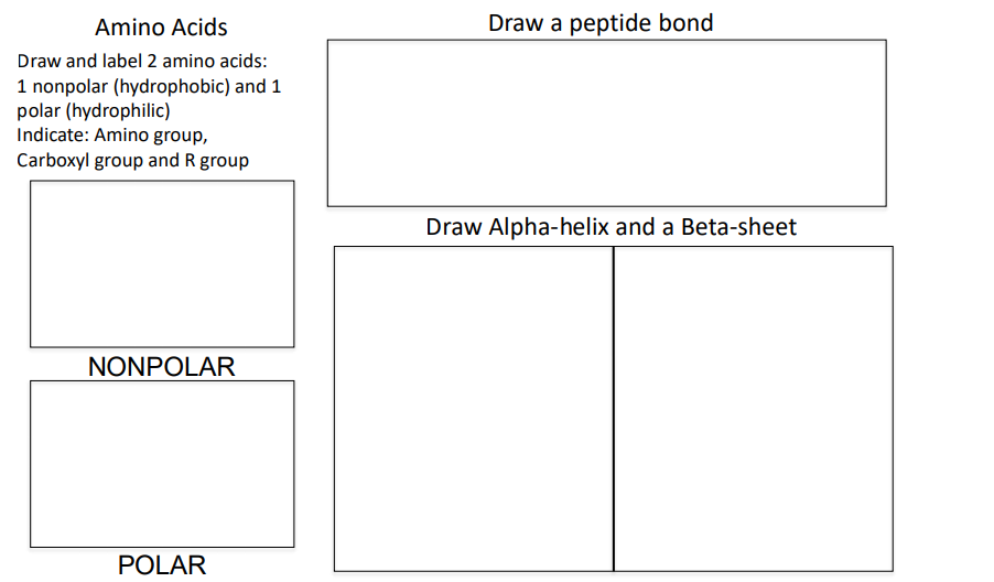 Solved Draw a peptide bond Amino Acids Draw and label 2 | Chegg.com
