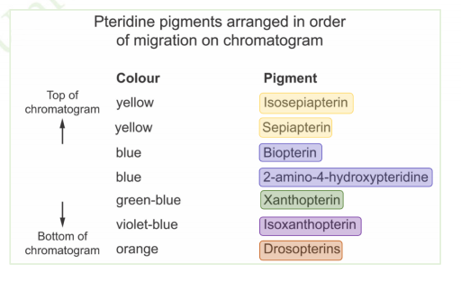 Solved Pteridine pigments arranged in order of migration on | Chegg.com