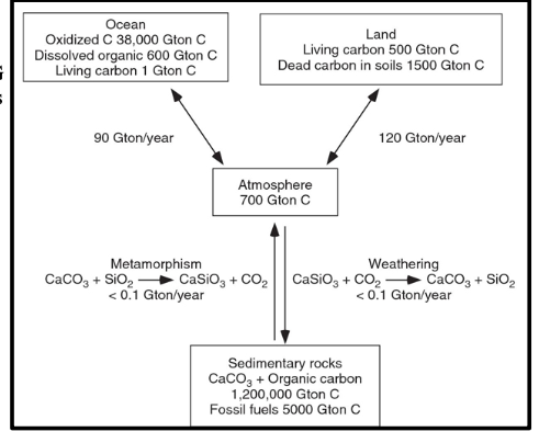 Solved 1. Consider the global carbon cycle box model above | Chegg.com