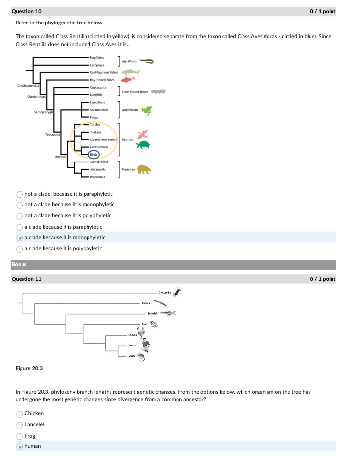 Solved Refer to the phylogenetic tree below. The taxon | Chegg.com