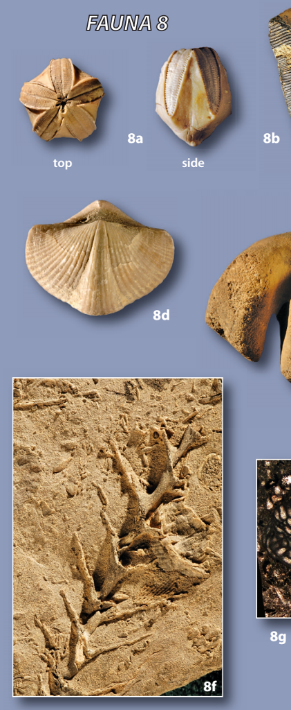 Solved FAUNA 2 2a 2b 2c 2d 2e | Chegg.com