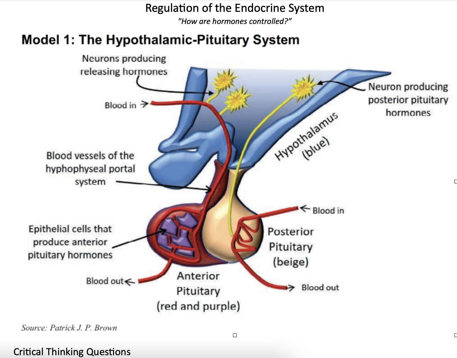 [Solved]: what type of cells secrete releasing hormones?wher