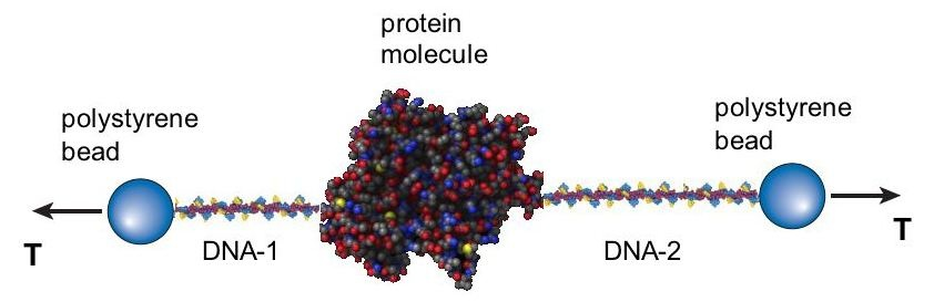 One interesting use of DNA is as springs to pull on | Chegg.com