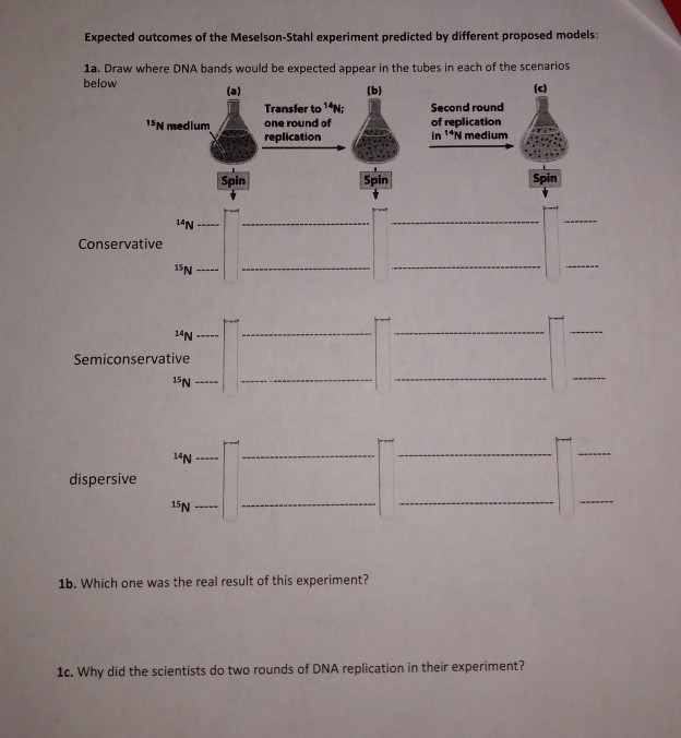 Solved: Expected Outcomes Of The Meselson-Stahl Experiment... | Chegg.com