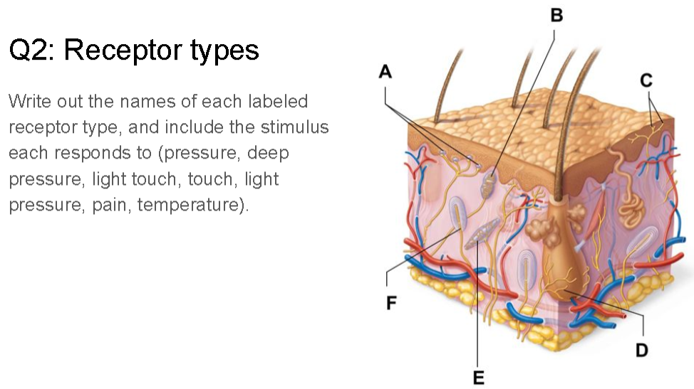 Solved Q2: Receptor types Write out the names of each | Chegg.com