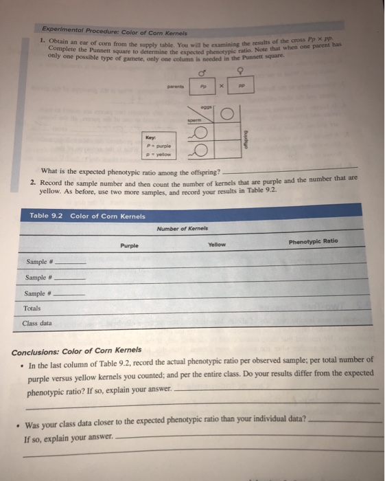 Solved Experimental Procedure: Color of Corn Kernels the | Chegg.com