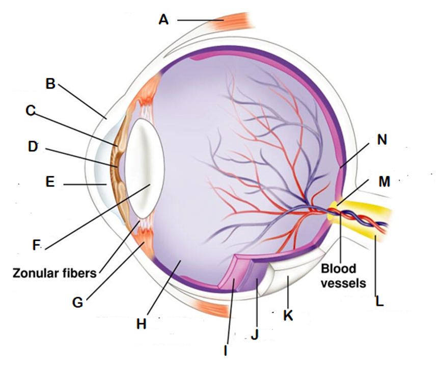 2. ﻿Label the following structures of the eye. | Chegg.com