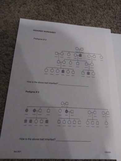 Solved PEDIGREE WORKSHEET The following 3 pedigrees show | Chegg.com