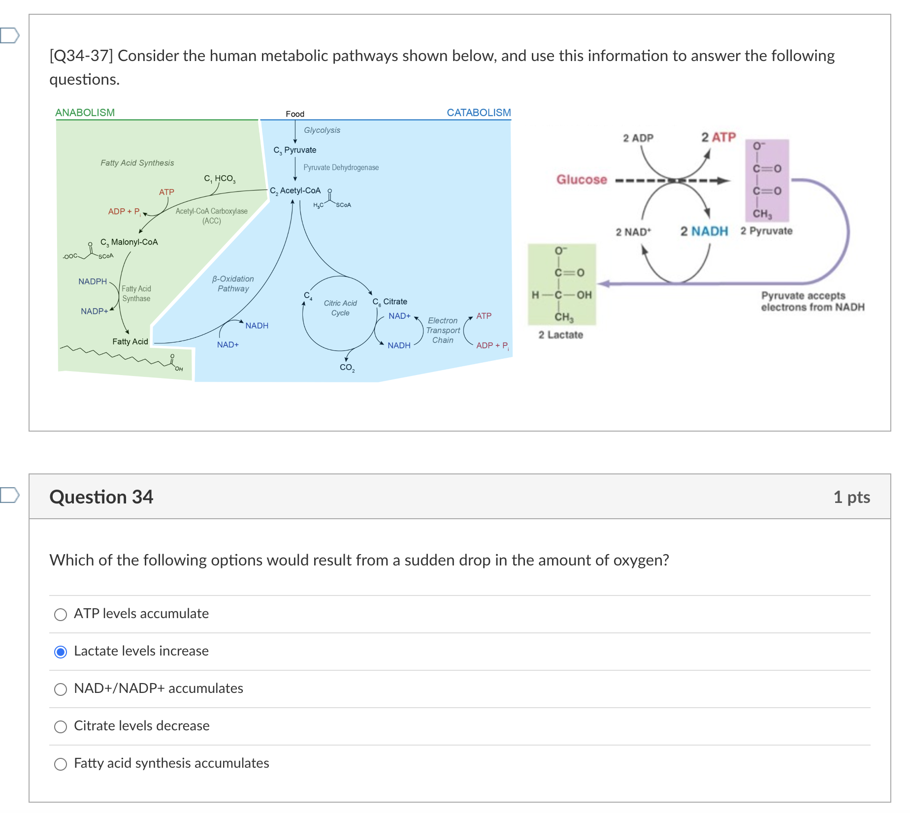 Solved [Q34-37] Consider the human metabolic pathways shown | Chegg.com