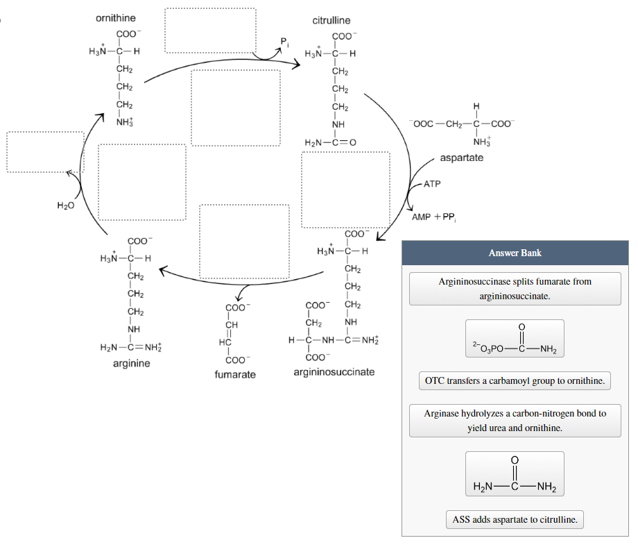 Solved Label the steps of the urea cycle shown in the | Chegg.com