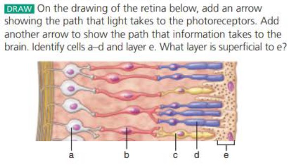Solved DRAW On the drawing of the retina below, add an | Chegg.com