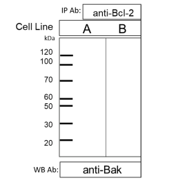 Solved You have been given two human cell lines. Cell line | Chegg.com