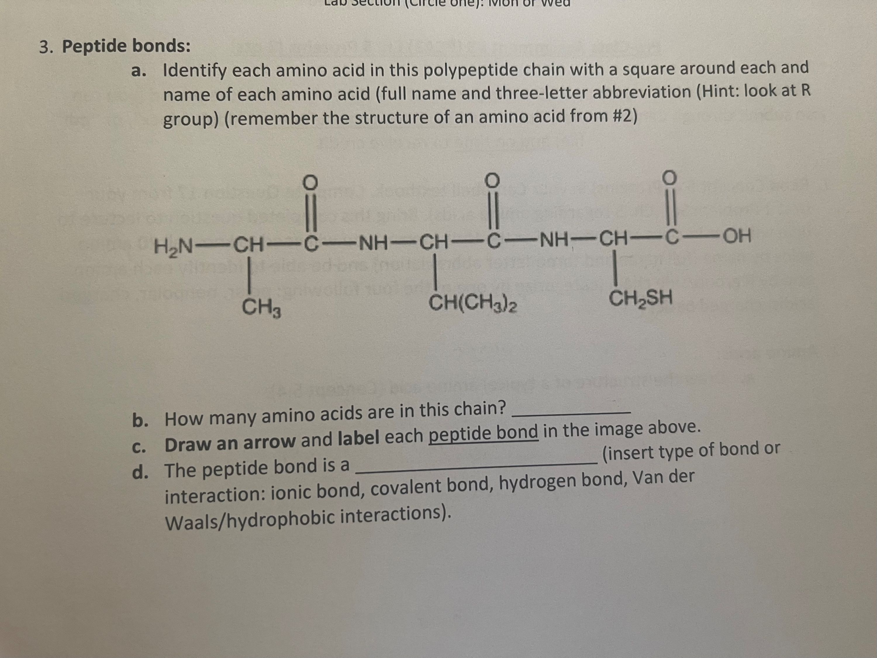 Solved 3. Peptide bonds: a. Identify each amino acid in this | Chegg.com