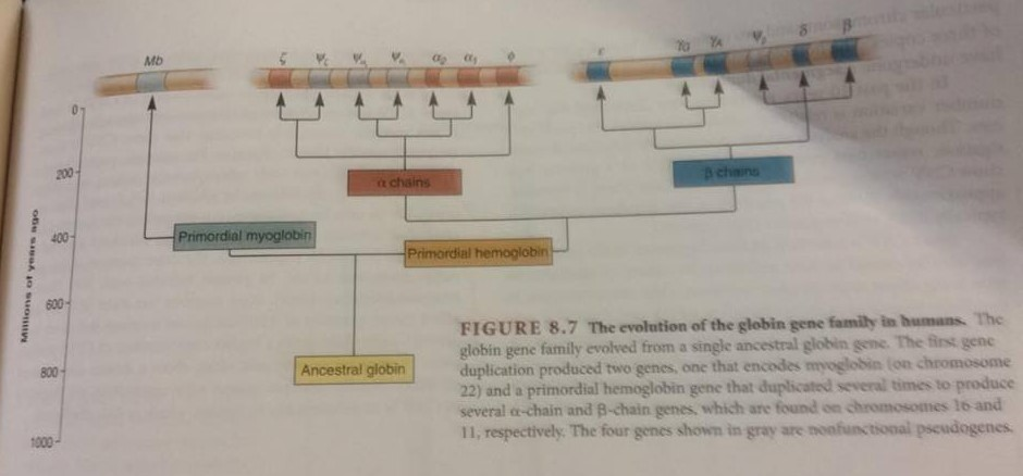 Solved Follo wing a gene duplication, two genes will | Chegg.com
