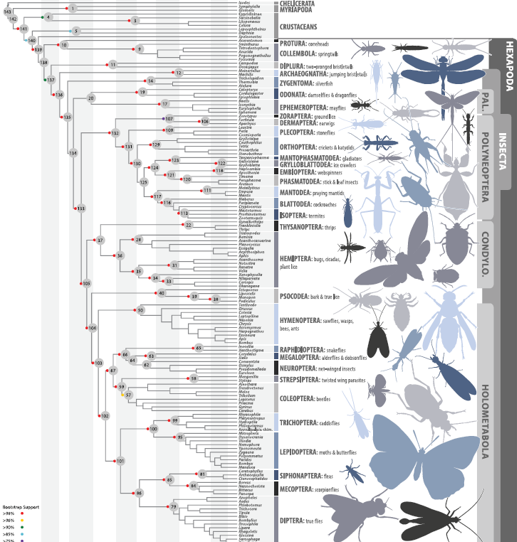Solved Figure 1. Hexapod Morphology. Wings evolved later in | Chegg.com