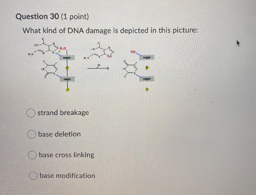 Solved Question 30 (1 point) What kind of DNA damage is | Chegg.com