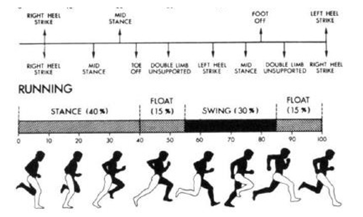 Solved -The phases of running are commonly broken into | Chegg.com