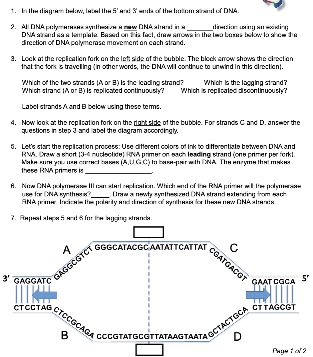 Solved 1. In the diagram below, label the 5' and 3' ends of | Chegg.com