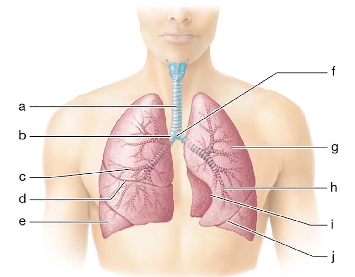 Solved Please help and Label | Chegg.com