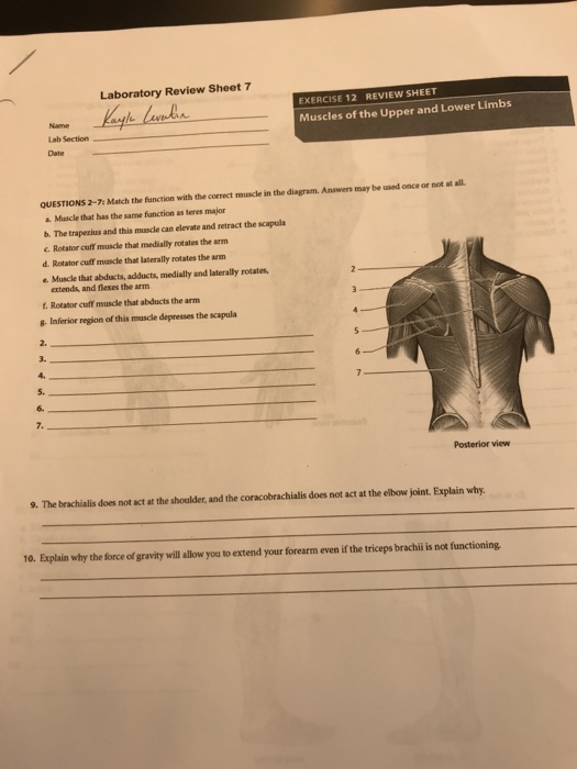 Solved Laboratory Review Sheet 7 EXERCISE 12 REVIEW SHEET | Chegg.com