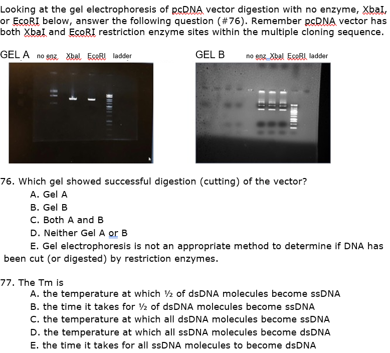 Solved Looking at the gel electrophoresis of pcDNA vector | Chegg.com