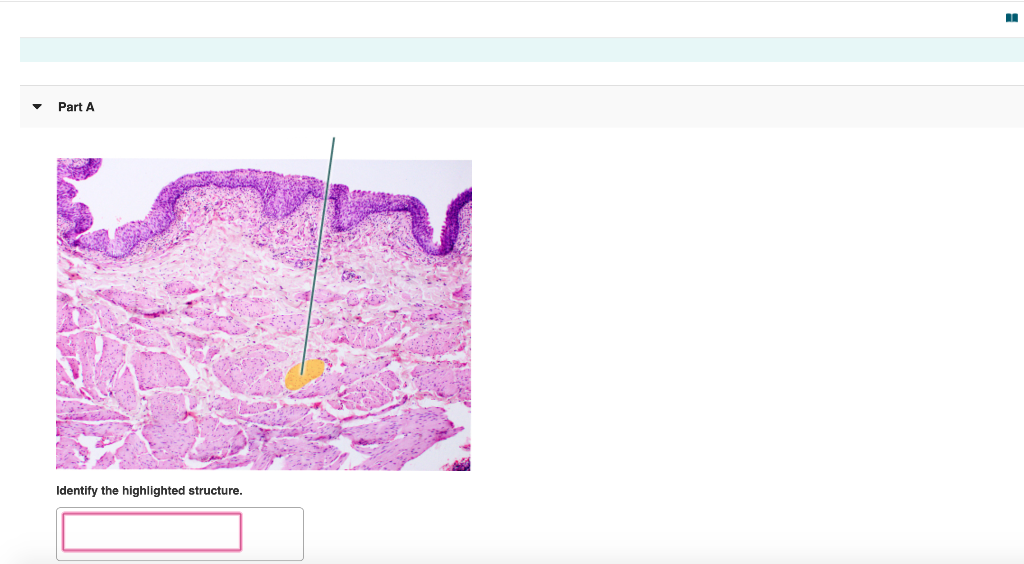 Solved Part A Identify the highlighted layer. - Part A | Chegg.com