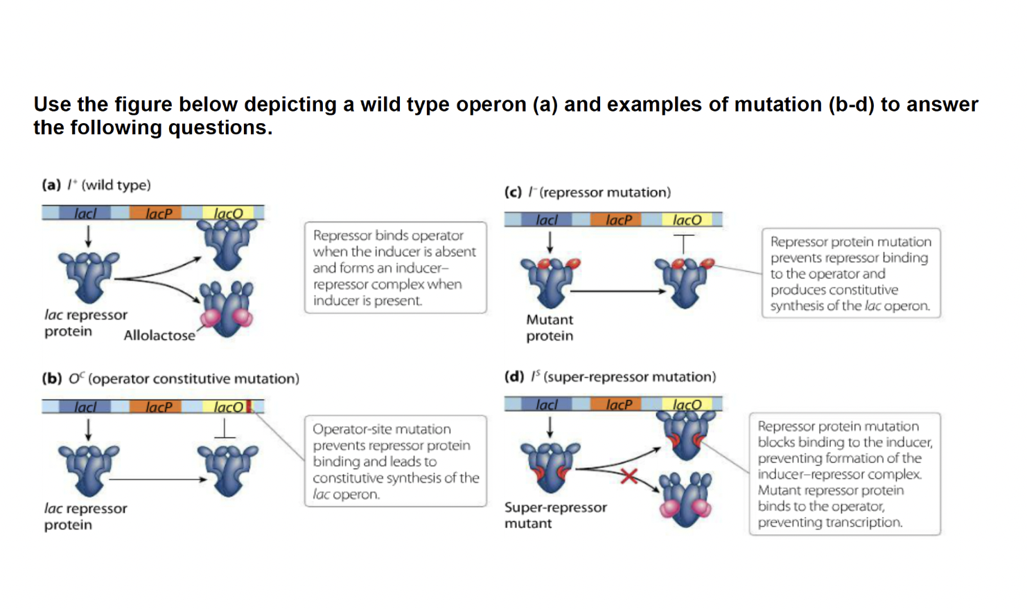 Solved Use the figure below depicting a wild type operon (a) | Chegg.com