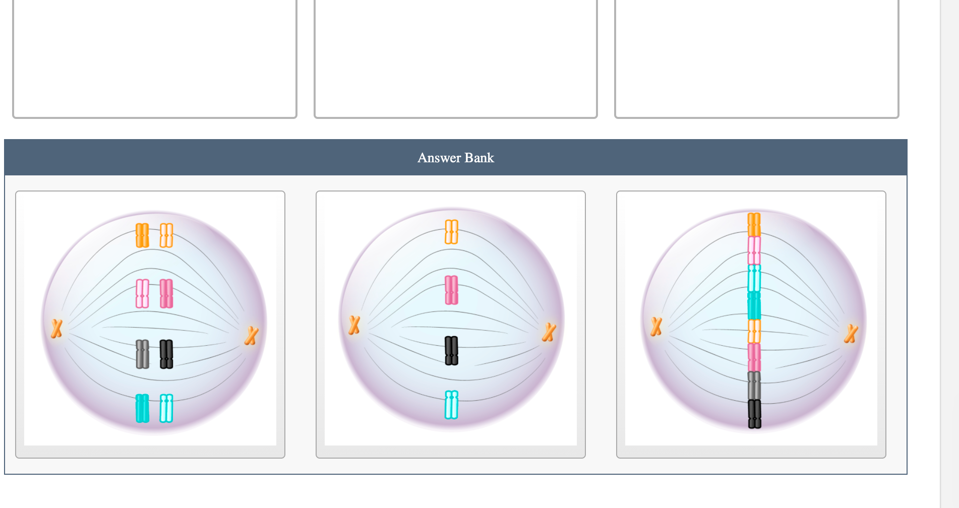 Solved Use the mitosis and meiosis interactive to help you | Chegg.com