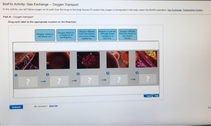 Solved Oxygen transport Drag each label to the appropriate | Chegg.com