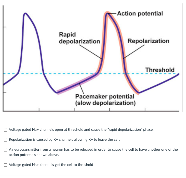Solved Look at the action potential and determine which | Chegg.com