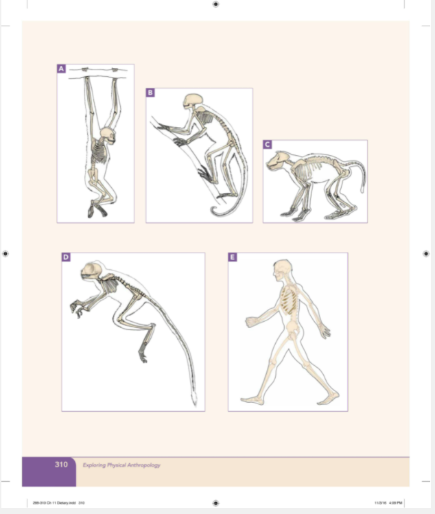 LAB EXERCISE 11.2 continued Name OP IE Chapter 11 - | Chegg.com