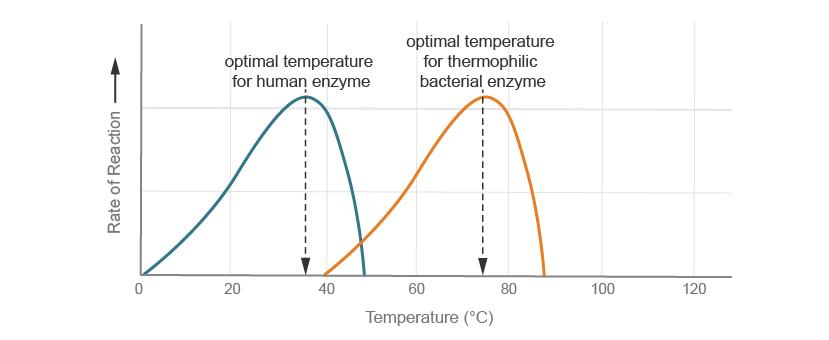 Solved Human enzymes have an optimal temperature of | Chegg.com