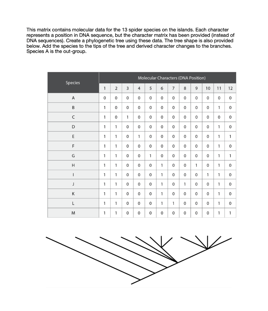 Solved This matrix contains molecular data for the 13 spider | Chegg.com